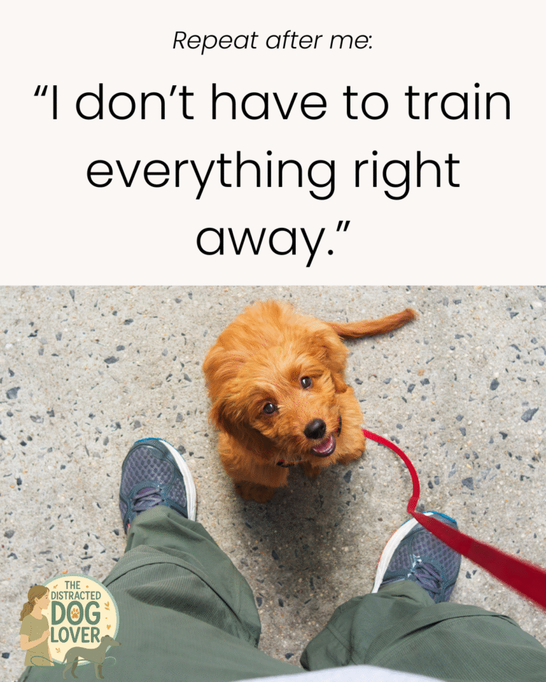 Simple ADHD Dog Training Goals: Staying Consistent